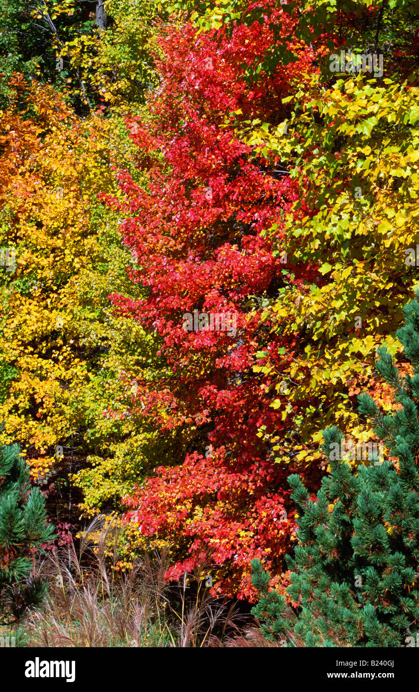 Trees in full fall color Stock Photo - Alamy