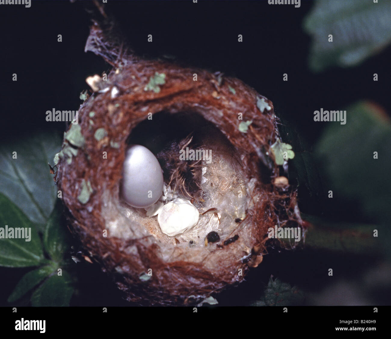 Hummingbird egg hi-res stock photography and images - Alamy