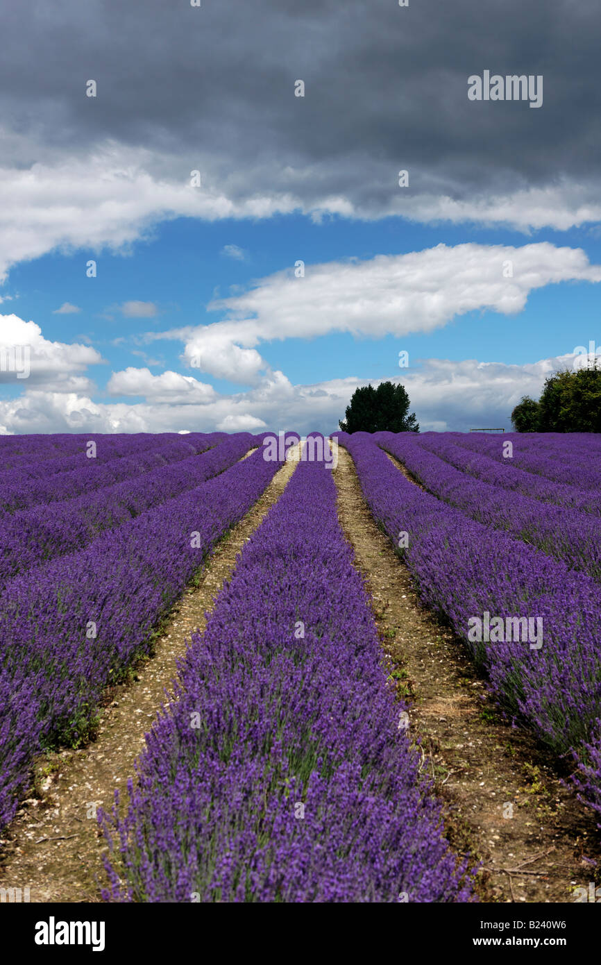 Field lavender in kent farming hi-res stock photography and images - Alamy