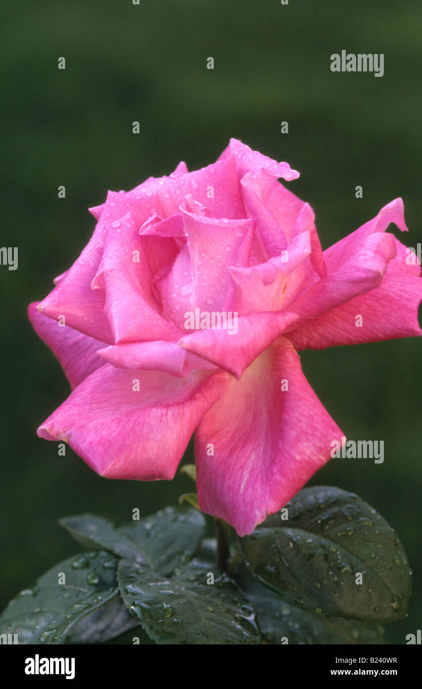 Genus Rosa High Resolution Stock Photography and Images - Alamy