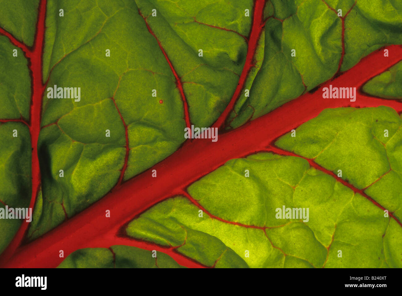 SWISS CHARD IS A BEAUTIFUL LEAFY VEGETABLE SWISS CHARD CLOSE UP SALAD ...