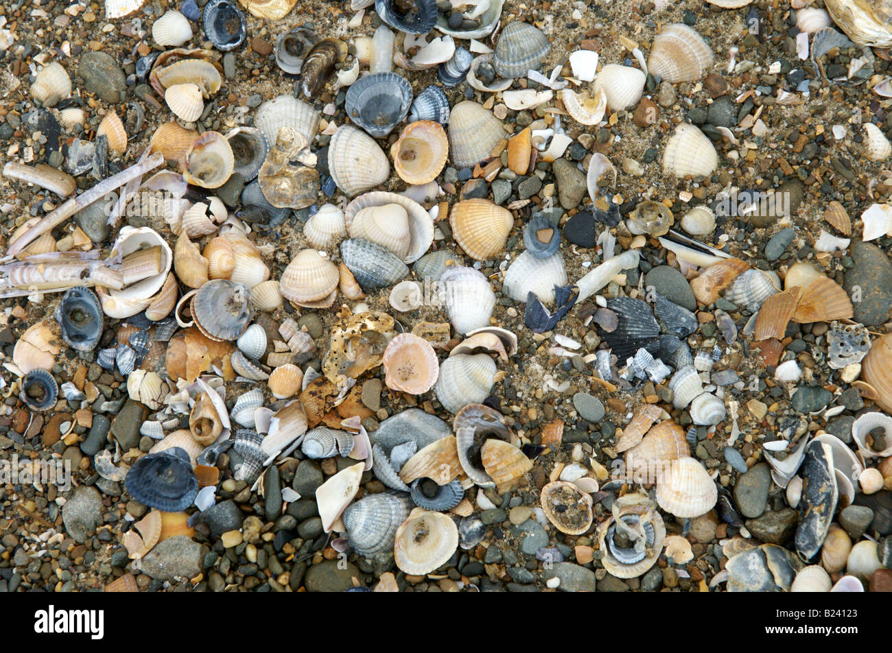 Shells on the beach Stock Photo - Alamy