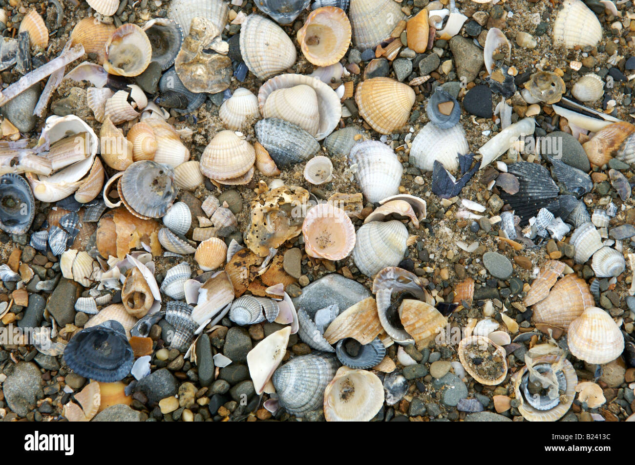 Shells on the beach Stock Photo - Alamy