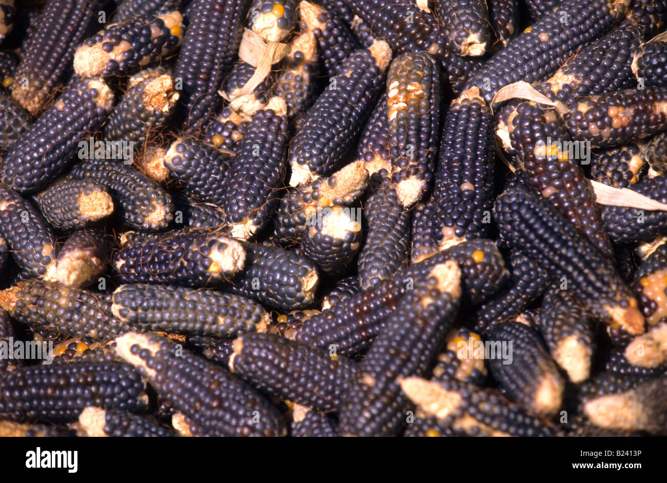 A pile of blue corn Stock Photo - Alamy
