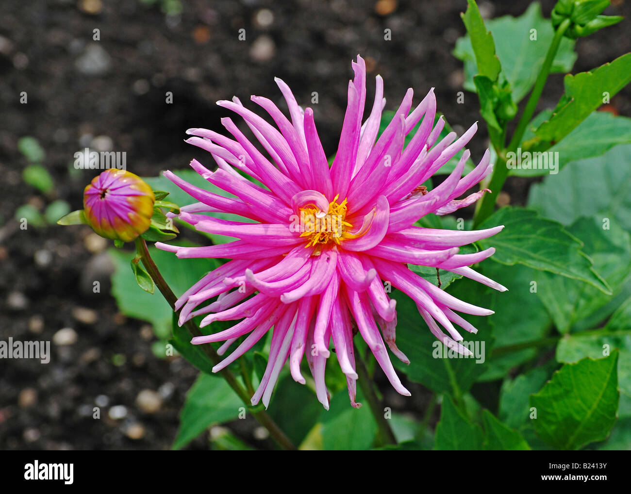 Dahlia 'Pink Princess' Stock Photo - Alamy