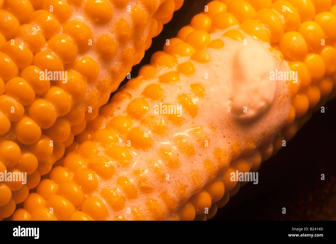 Ear of corn with butter melting Stock Photo - Alamy