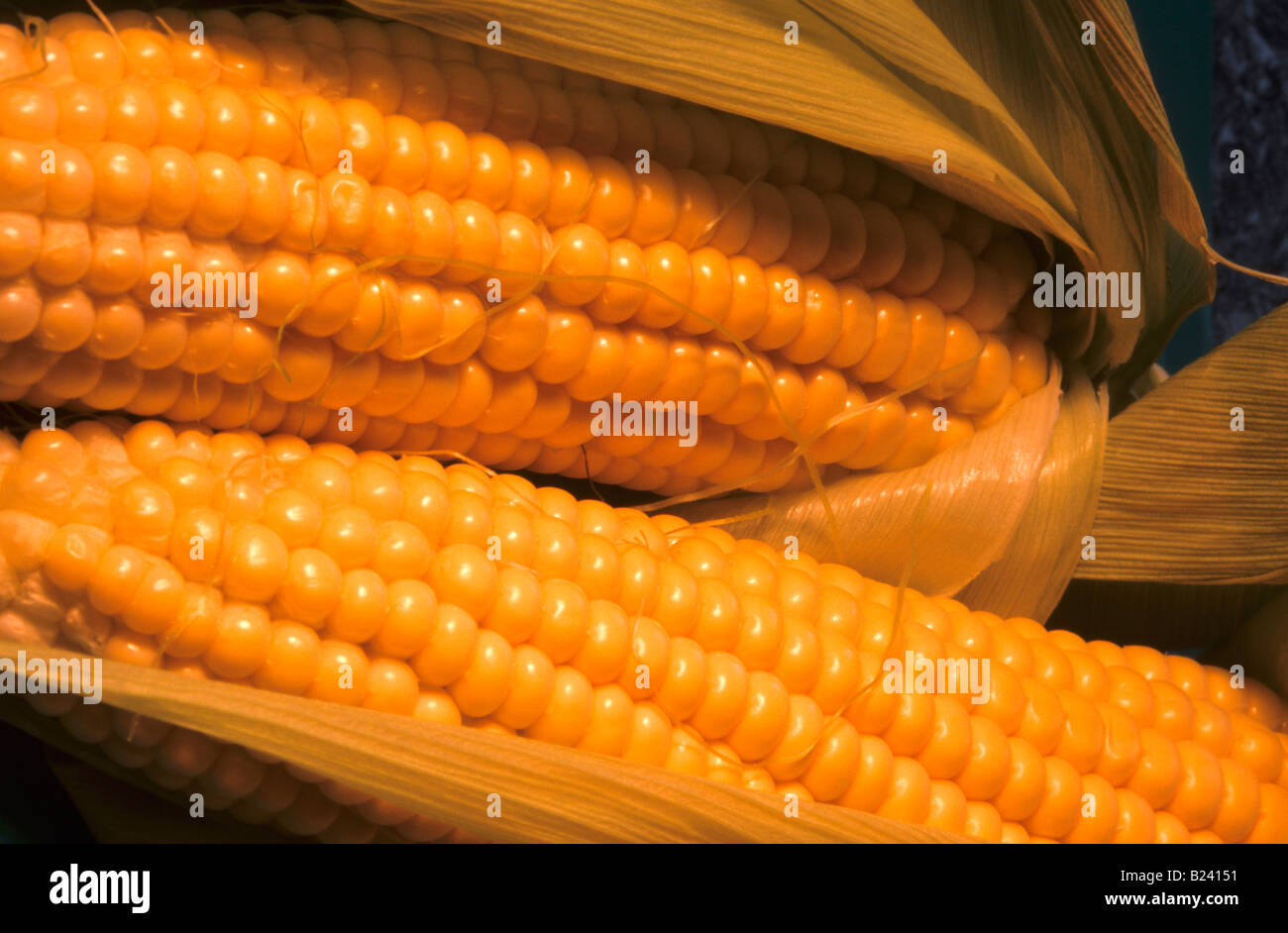 Yellow ear of corn Stock Photo - Alamy