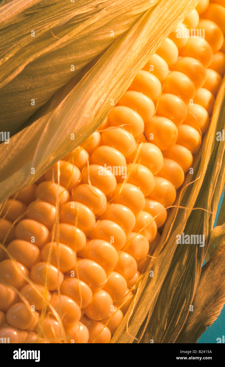 Ear of Corn, yellow ear of corn Stock Photo - Alamy