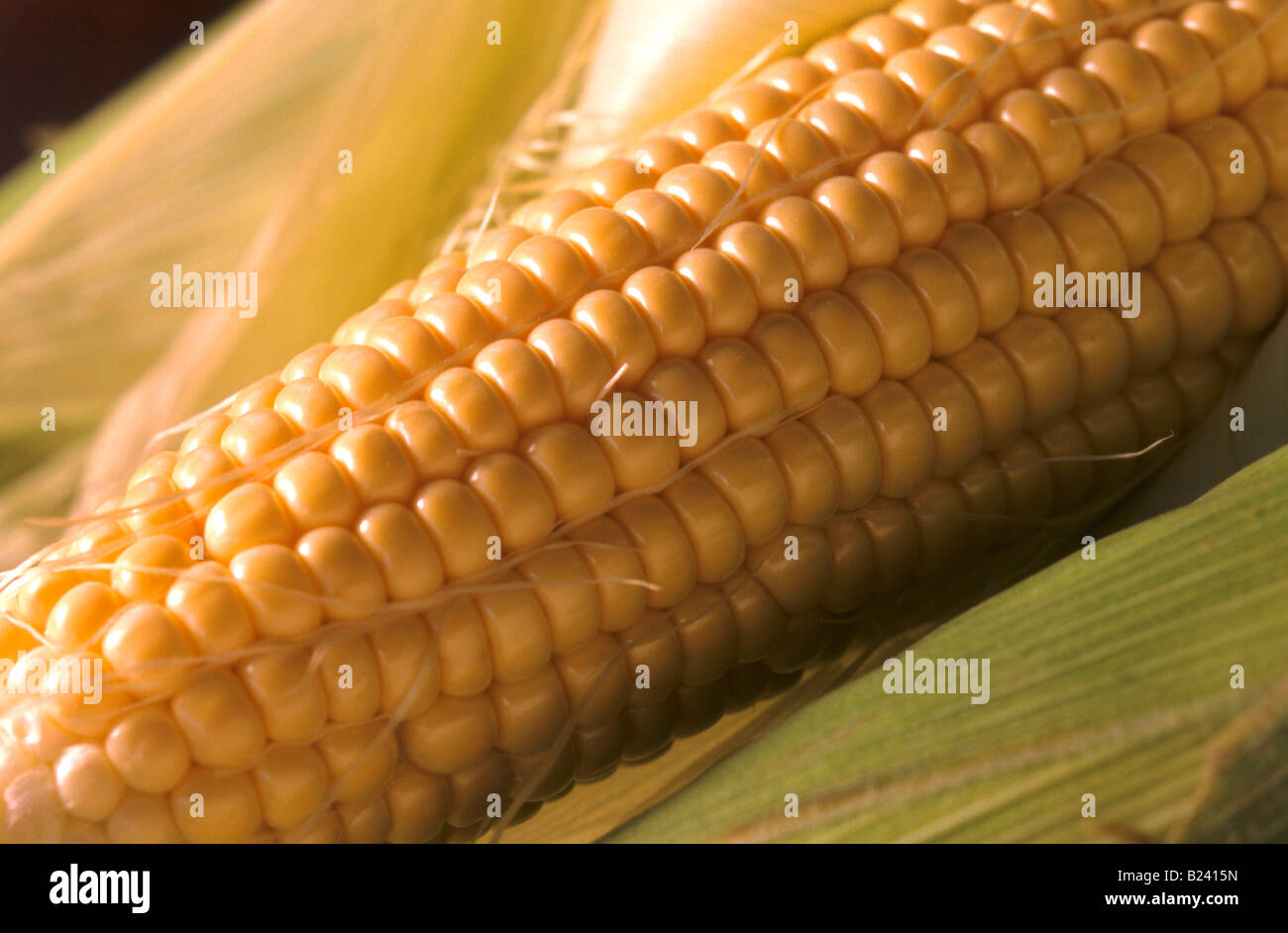 Ear of Corn Stock Photo - Alamy