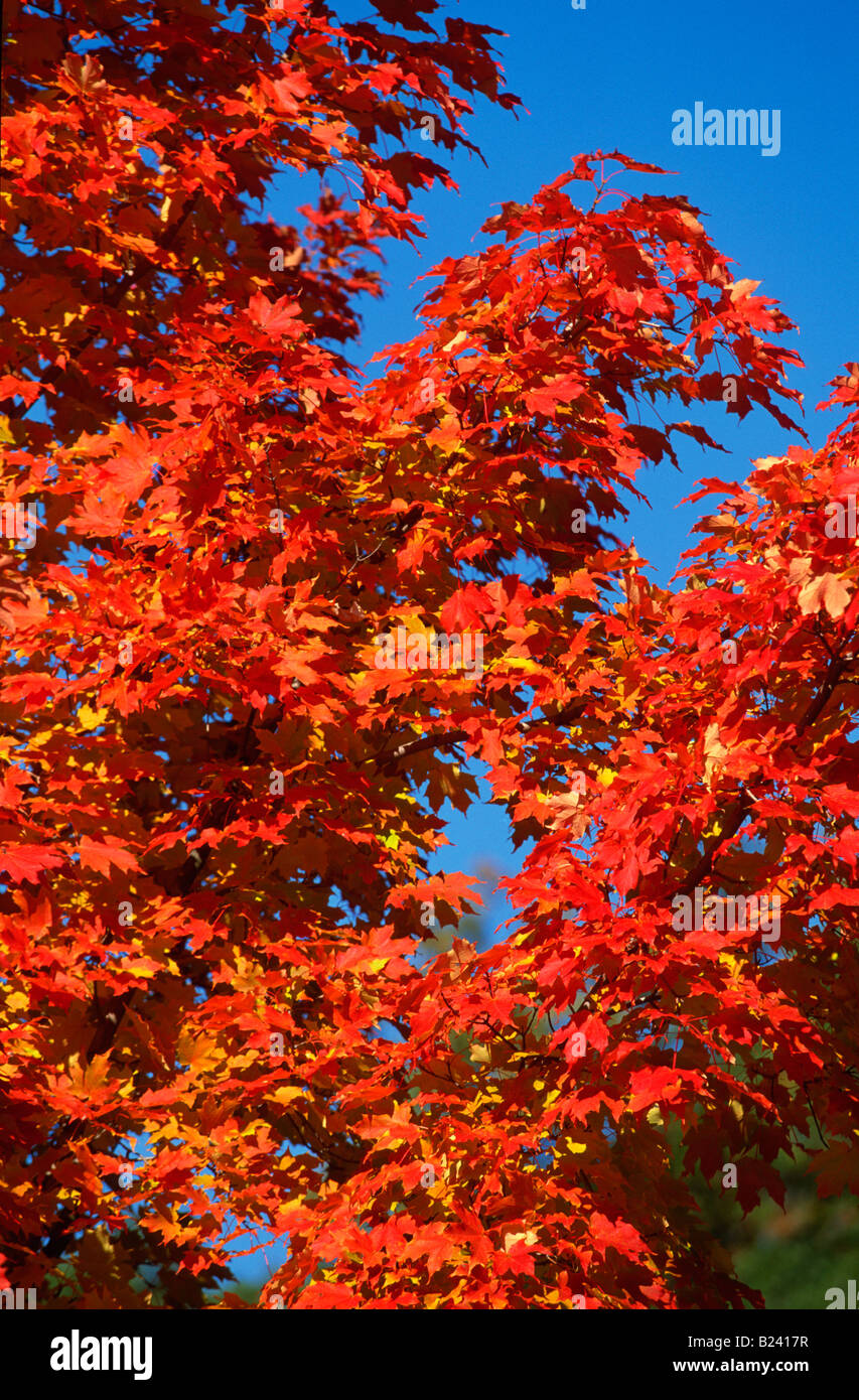 Fall color maples against blue sky Stock Photo - Alamy