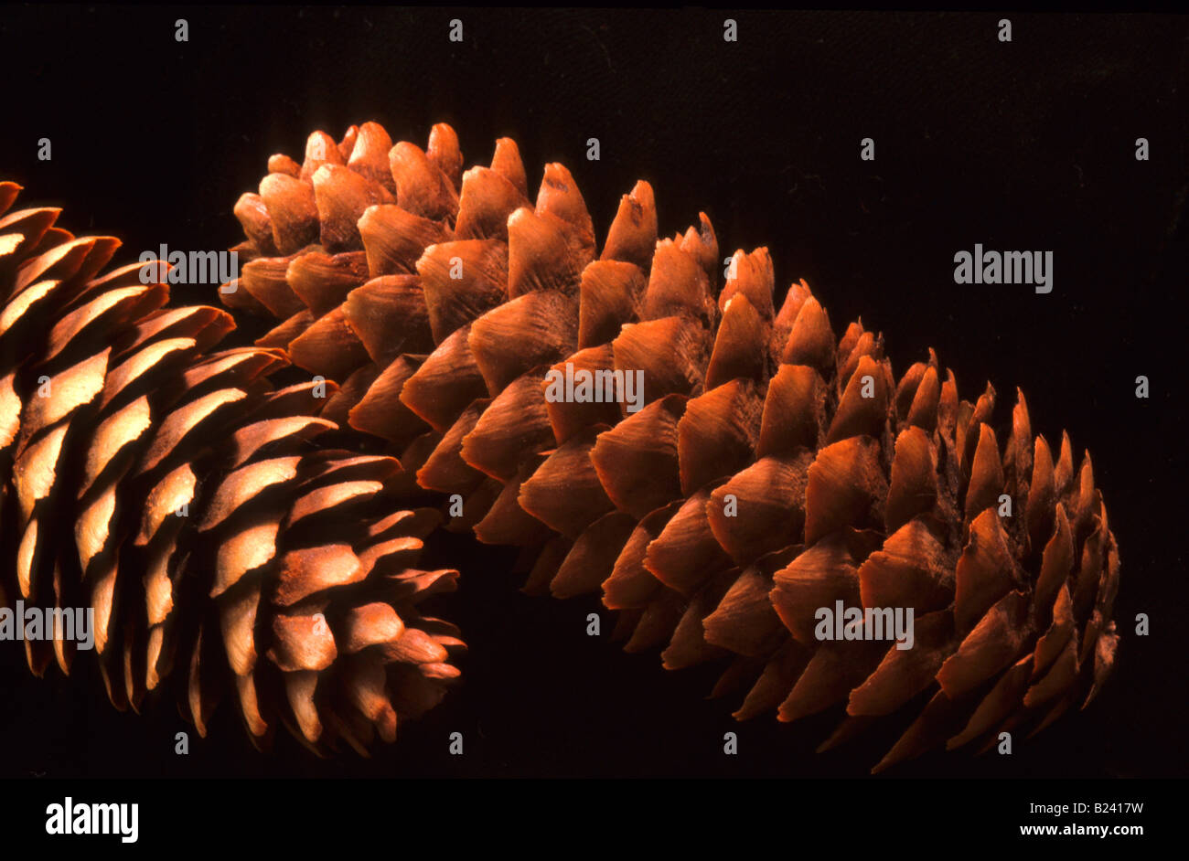 Parts of seed hi-res stock photography and images - Alamy