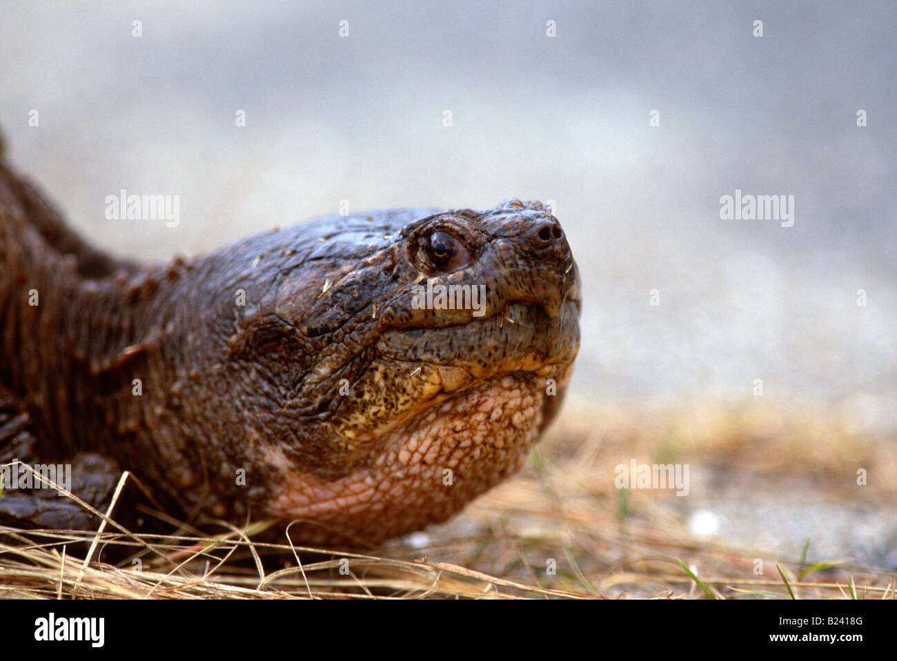 Snapping turtle close up shot hi-res stock photography and images - Alamy