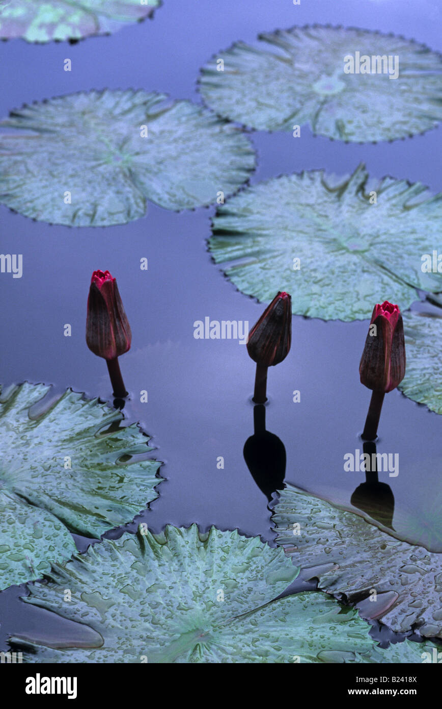 Water Lilies red buds and lily pads Stock Photo - Alamy