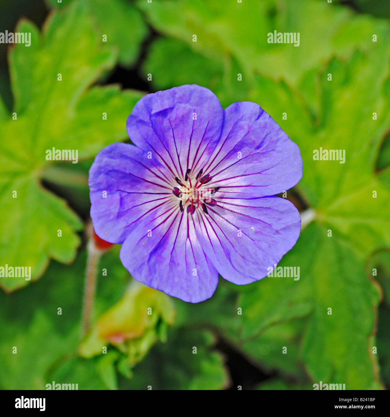 Geranium wallichianum hi-res stock photography and images - Alamy