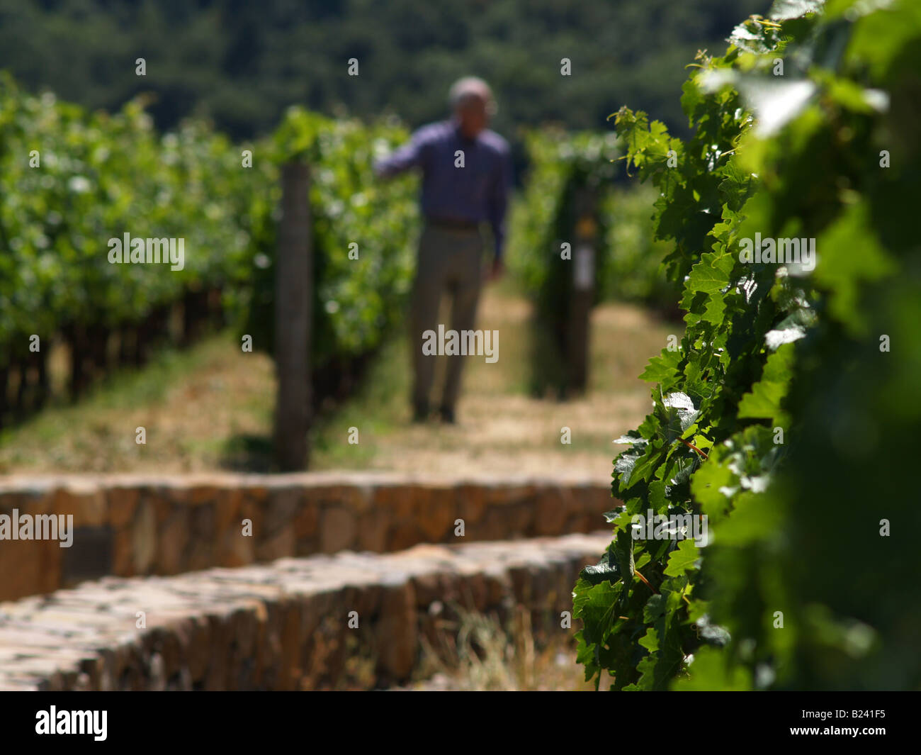 Tour guide conducts a tour at a vineyard in California's Napa Valley ...