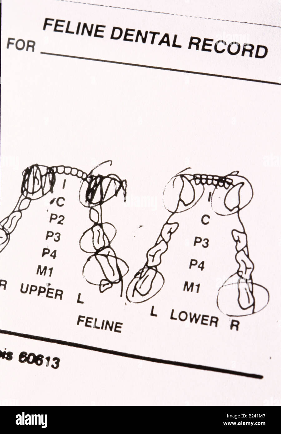 VETERINARY FELINE DENTAL RECORD Stock Photo - Alamy