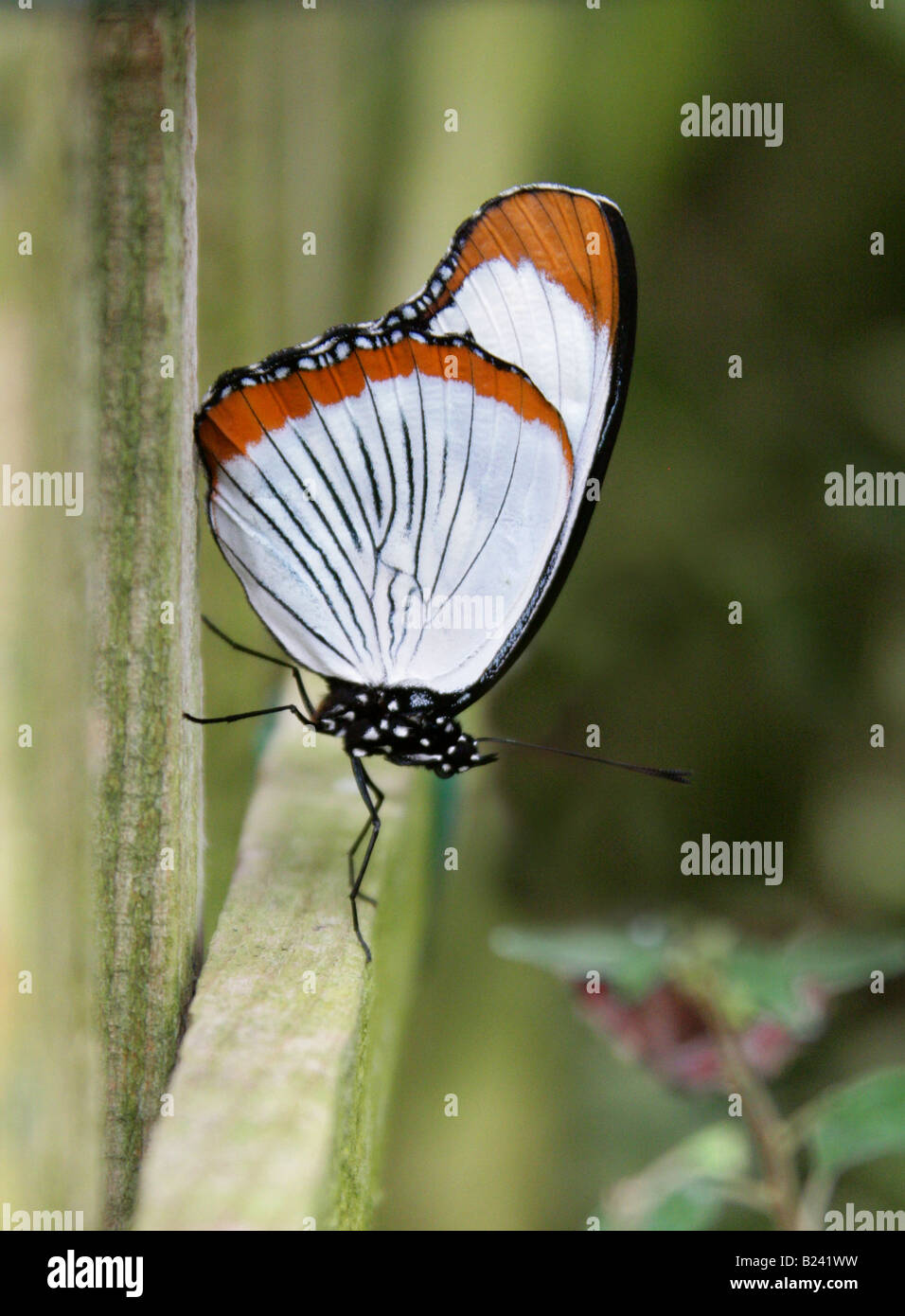 Red Spotted Diadem (Underside), Hypolimnas usumbara, Nymphalidae ...