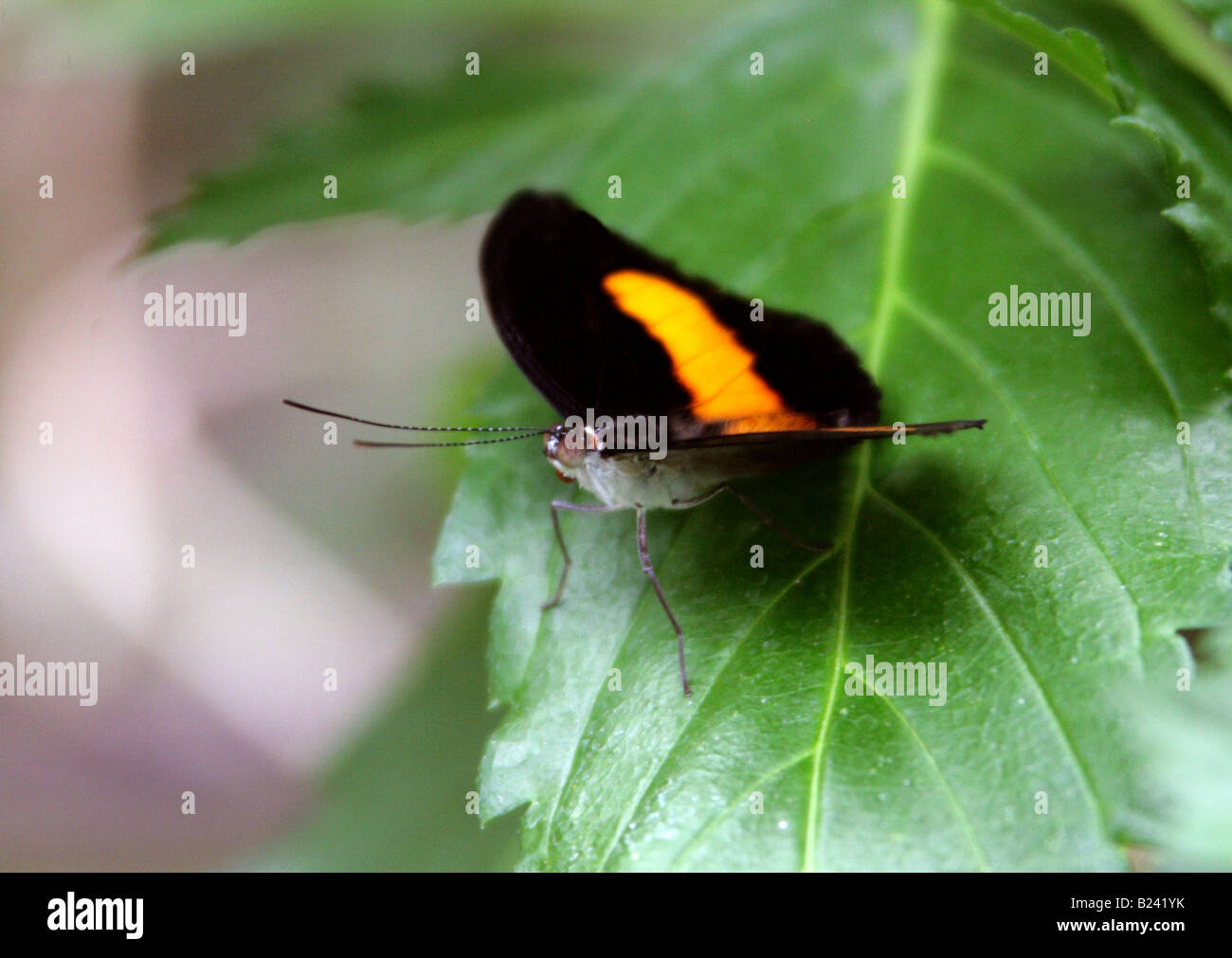 Grecian Shoemaker Butterfly High Resolution Stock Photography and ...