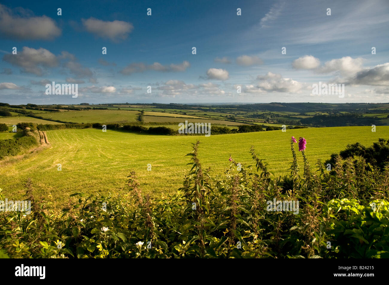 Exmoor national park scenic trees hi-res stock photography and images ...