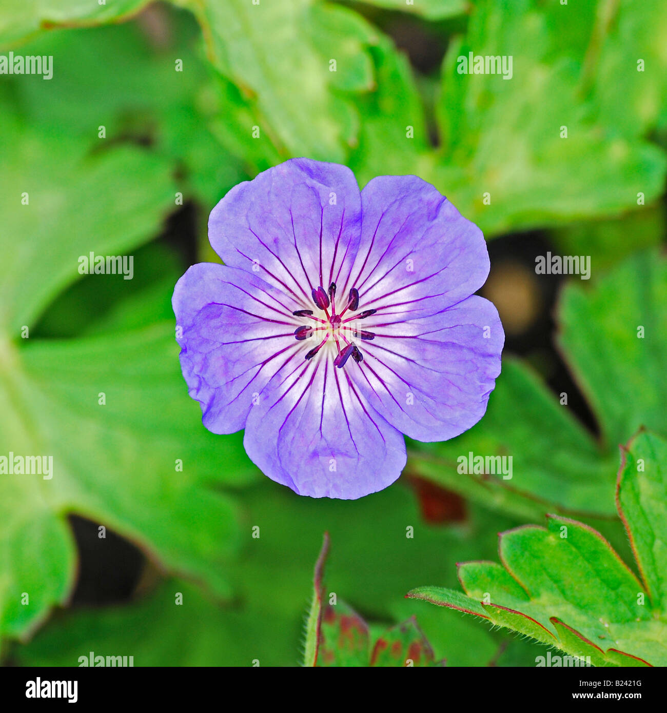 Geranium wallichianum hi-res stock photography and images - Alamy