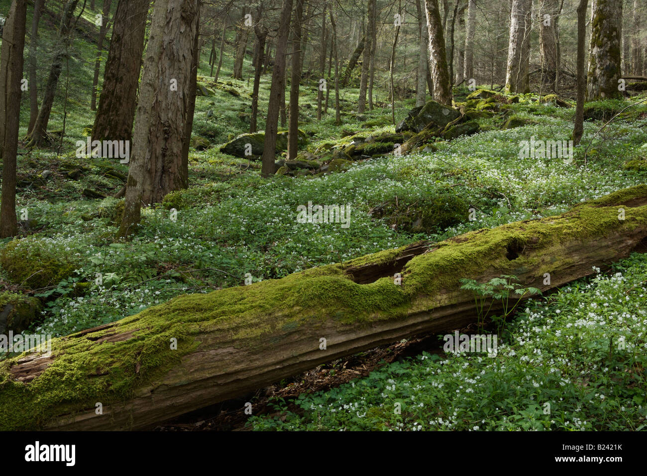 Woods with spring flowers and fallen tree Stock Photo - Alamy
