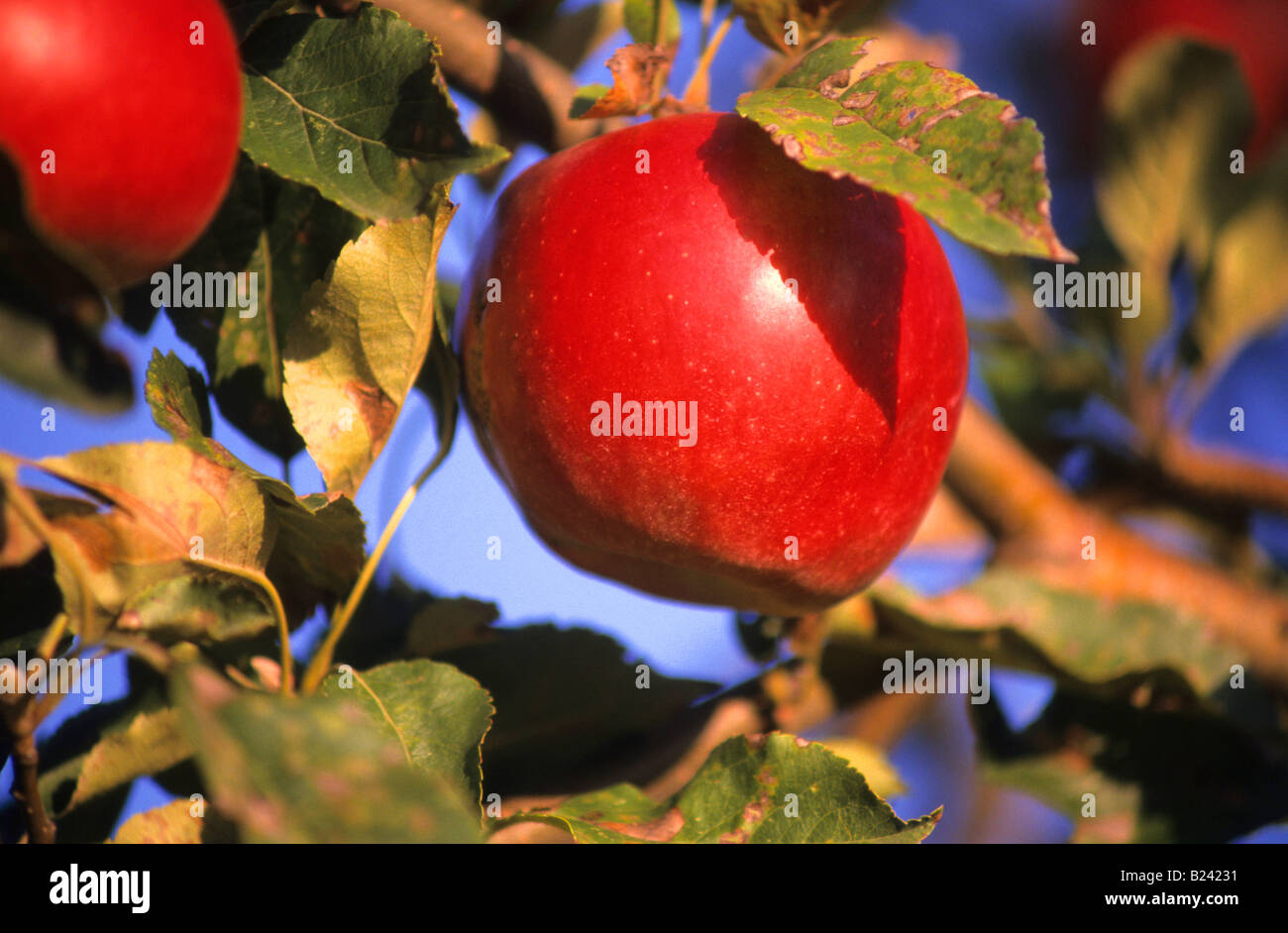 Red apple on tree Pome fruit genus Malus Stock Photo - Alamy