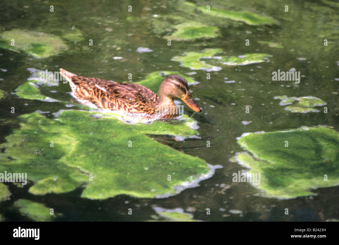 Pond scum hi-res stock photography and images - Alamy