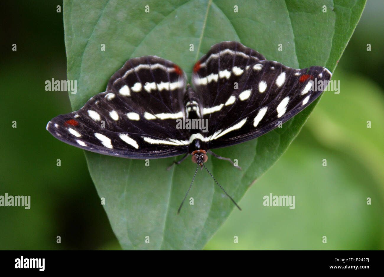 Grecian Shoemaker, Catonephele nyctimus, female, Nymphalidae Stock ...