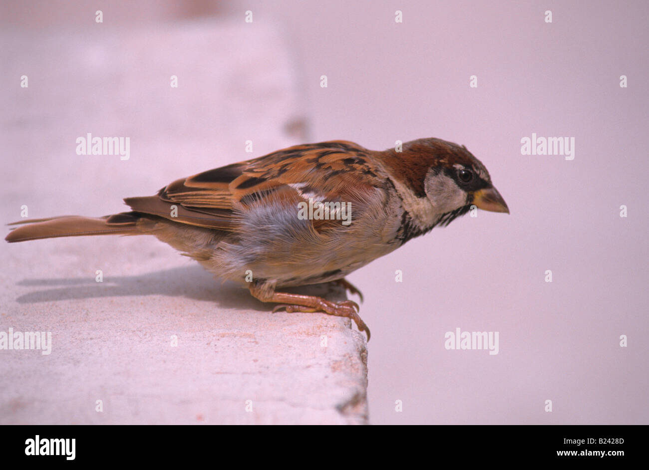 Bird edge sparrow hi-res stock photography and images - Alamy