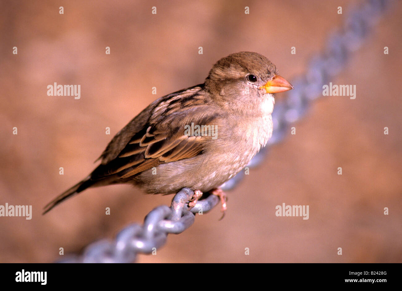 Genus passer hi-res stock photography and images - Alamy