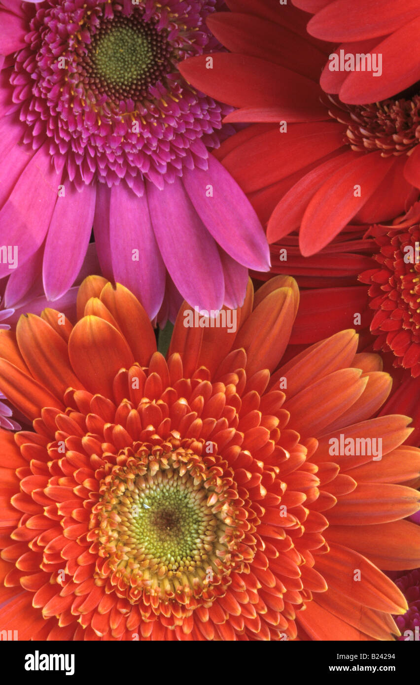 Gerbera hybrid hi-res stock photography and images - Alamy