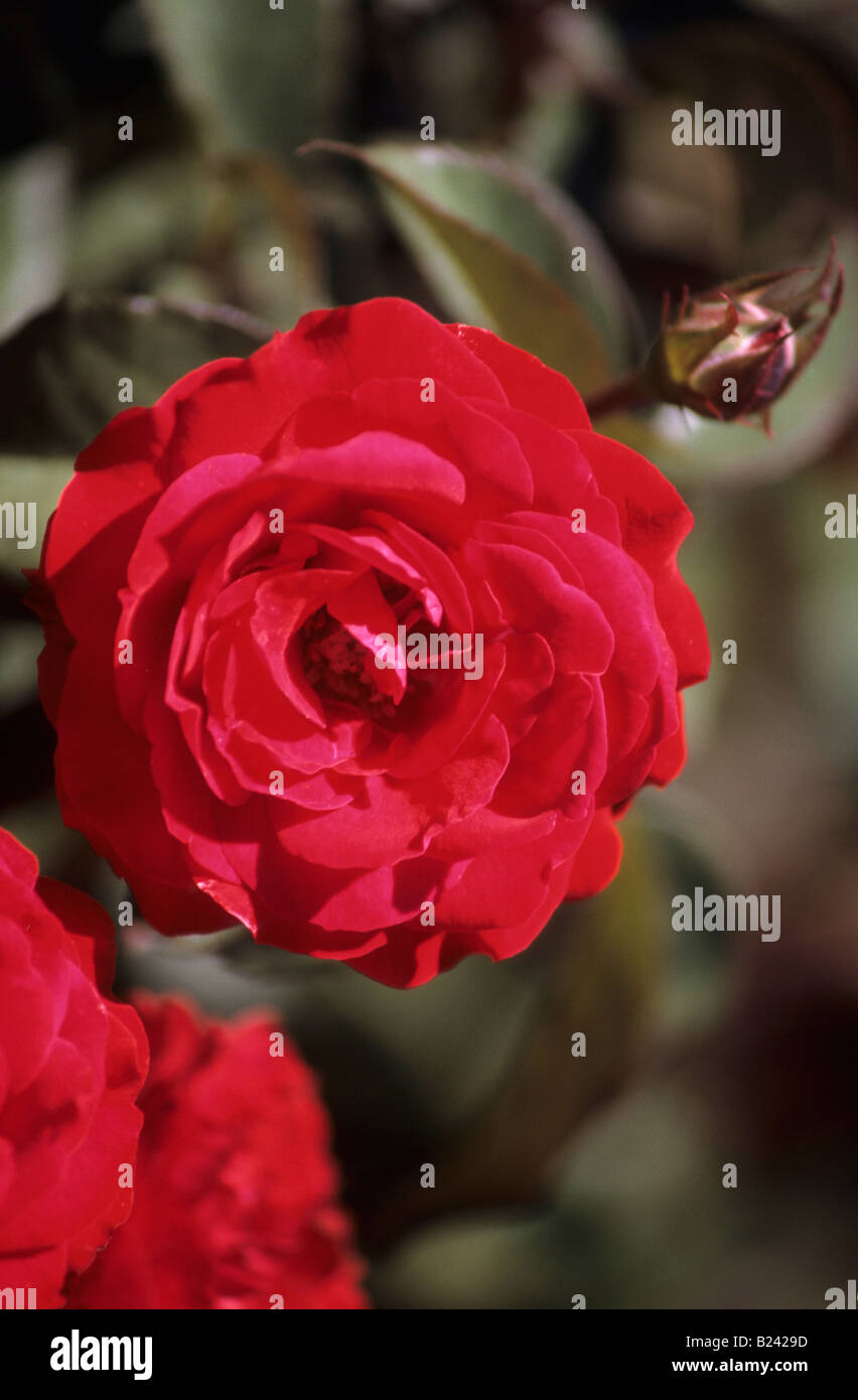 Rose hybrids hi-res stock photography and images - Alamy