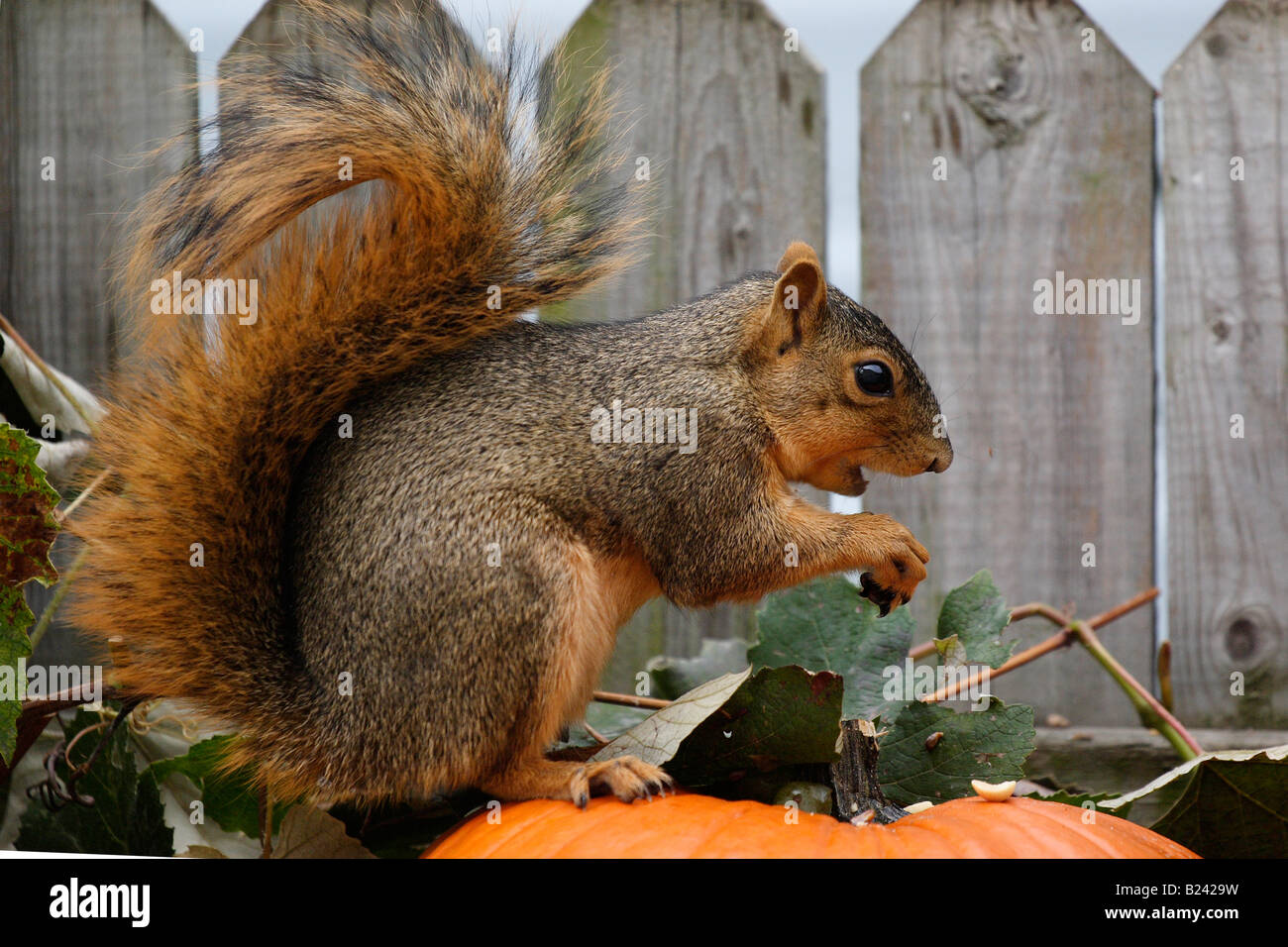 Squirrel sitting up and a eating nuts side view closeup picture photo ...