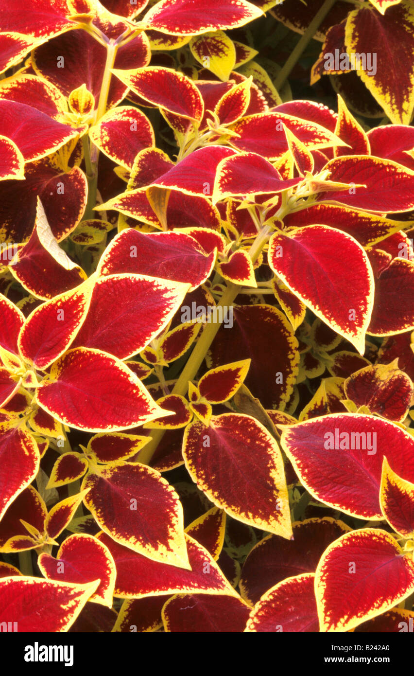 Coleus mint plant and leaves Stock Photo - Alamy
