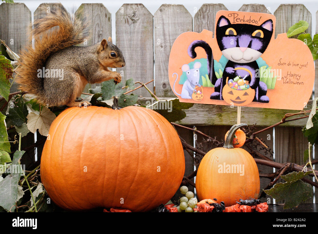 Halloween squirrel hi-res stock photography and images - Alamy