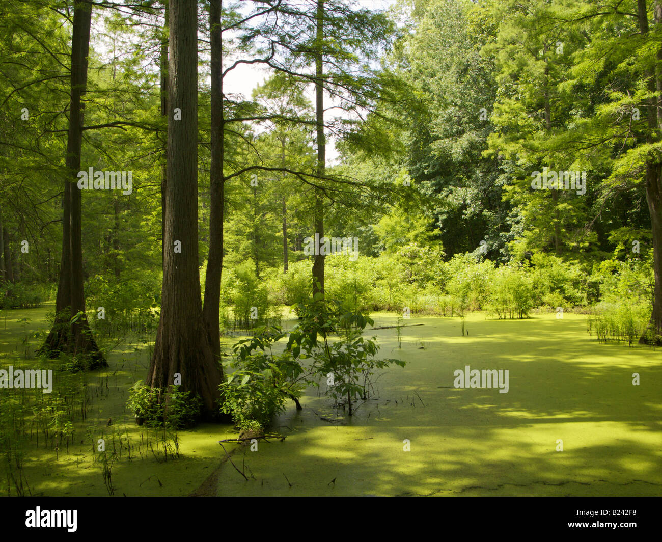 Cache river state natural area illinois hi-res stock photography and ...