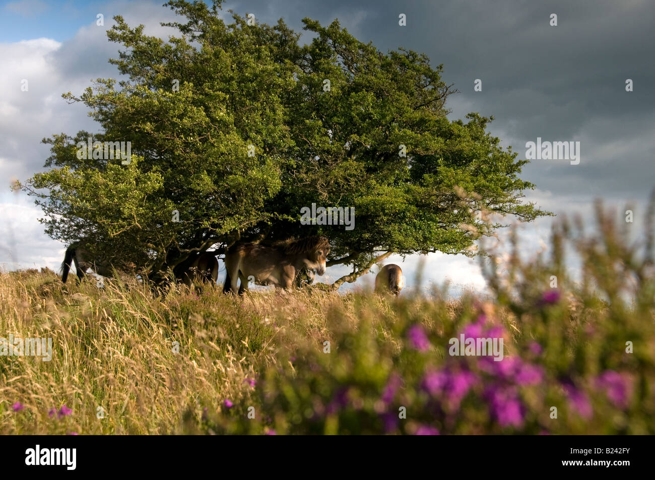 Exmoor Ponies near Withypool. Exmoor National Park. Somerset. England ...