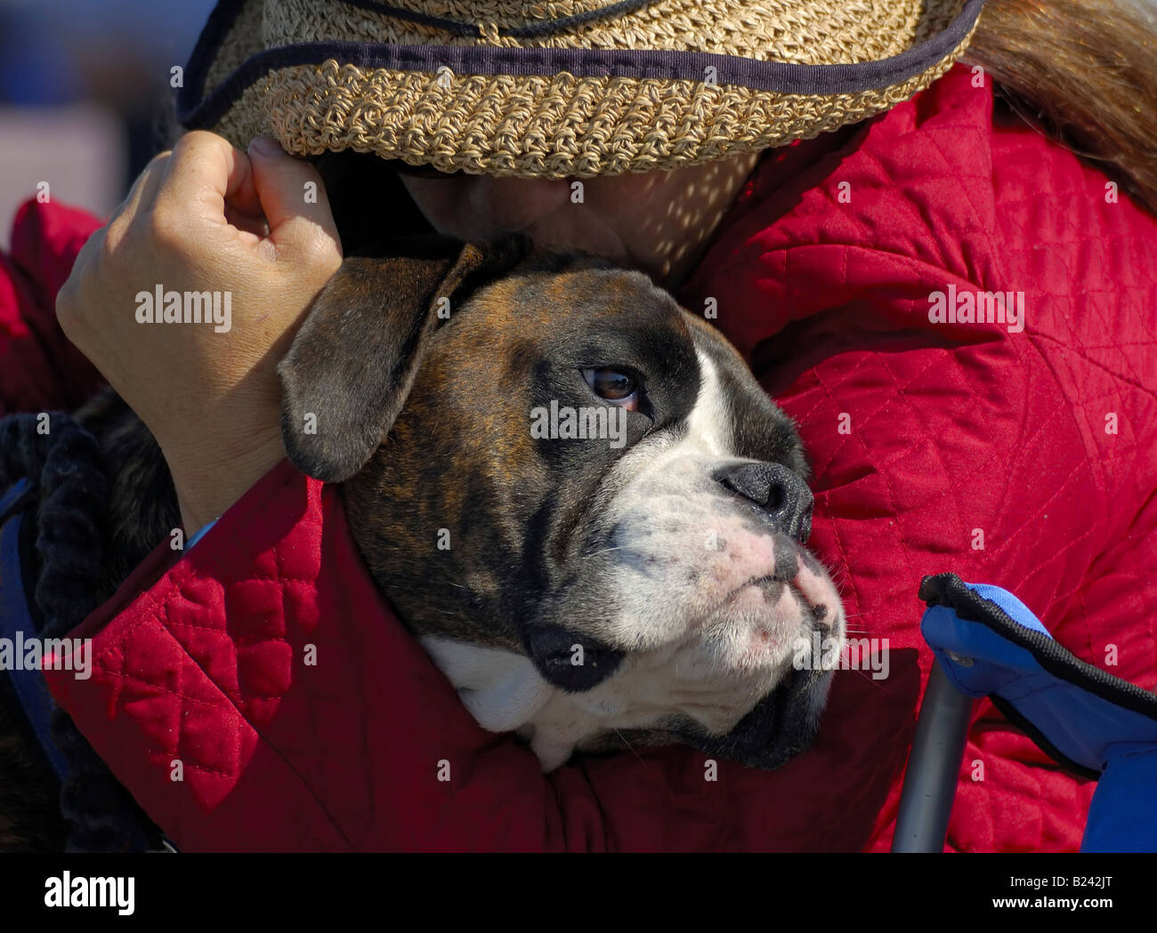 A public display of master s affection to her dog (boxer Stock Photo ...