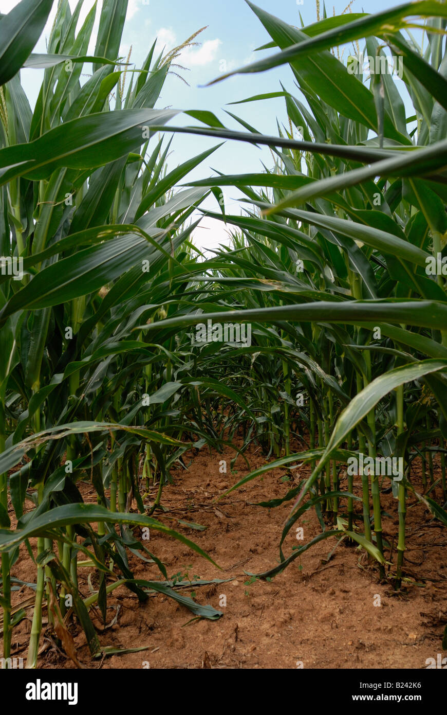 Georgia cornfield hi-res stock photography and images - Alamy