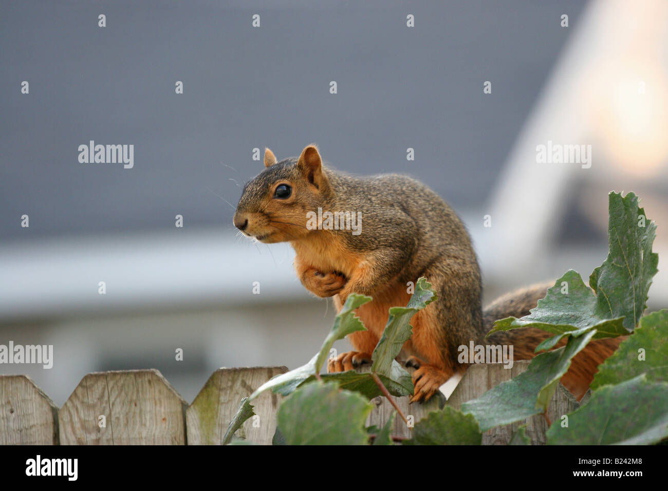 Squirrel hi res hi-res stock photography and images - Alamy