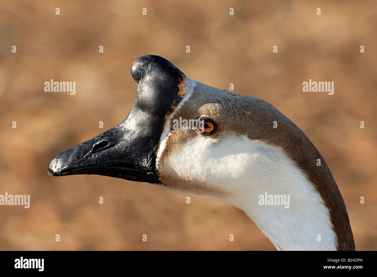 African brown goose hi-res stock photography and images - Alamy