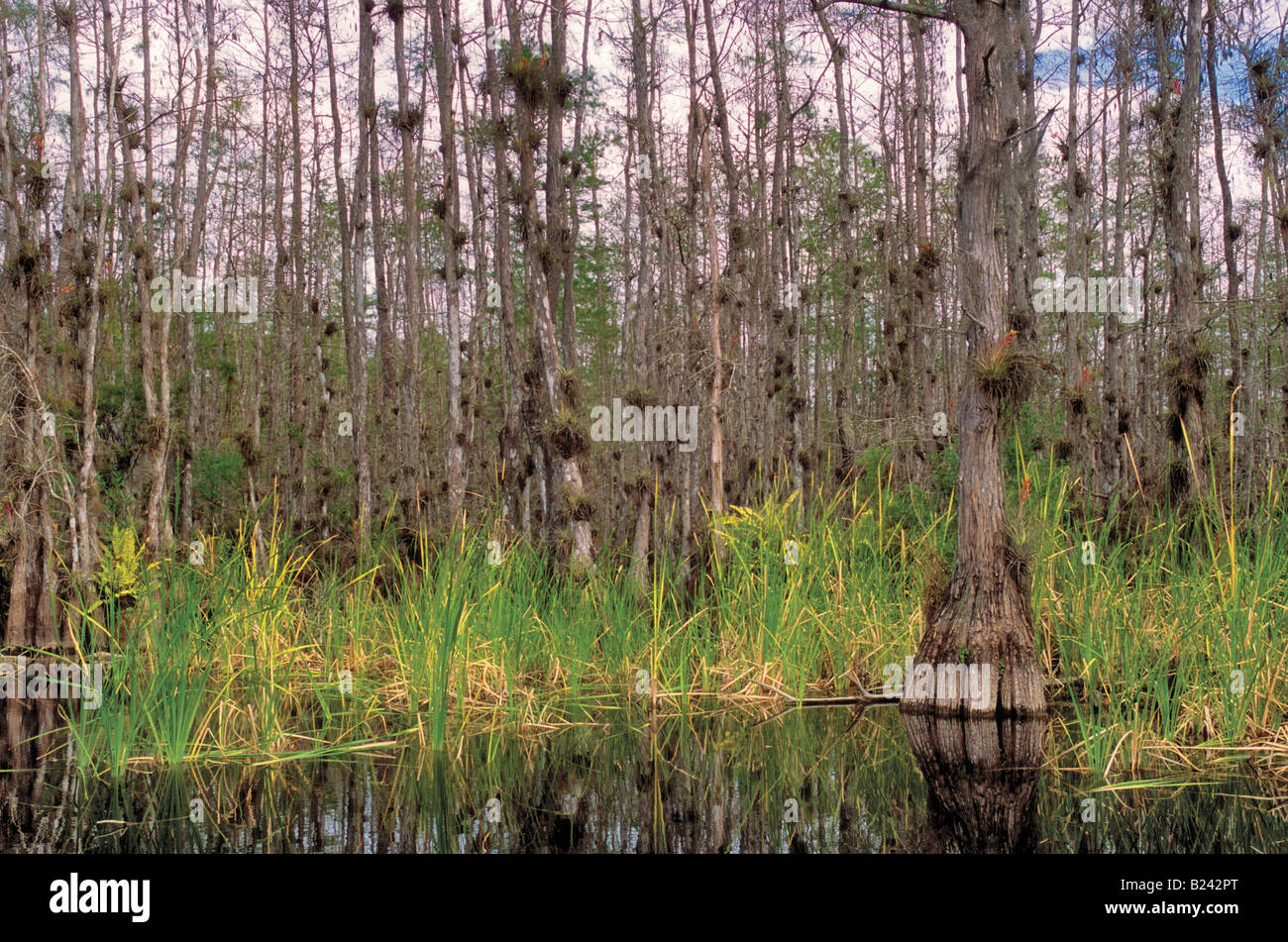 Cypress Pineland swamp from Loop Road at Big Cypress Nat Preserve ...