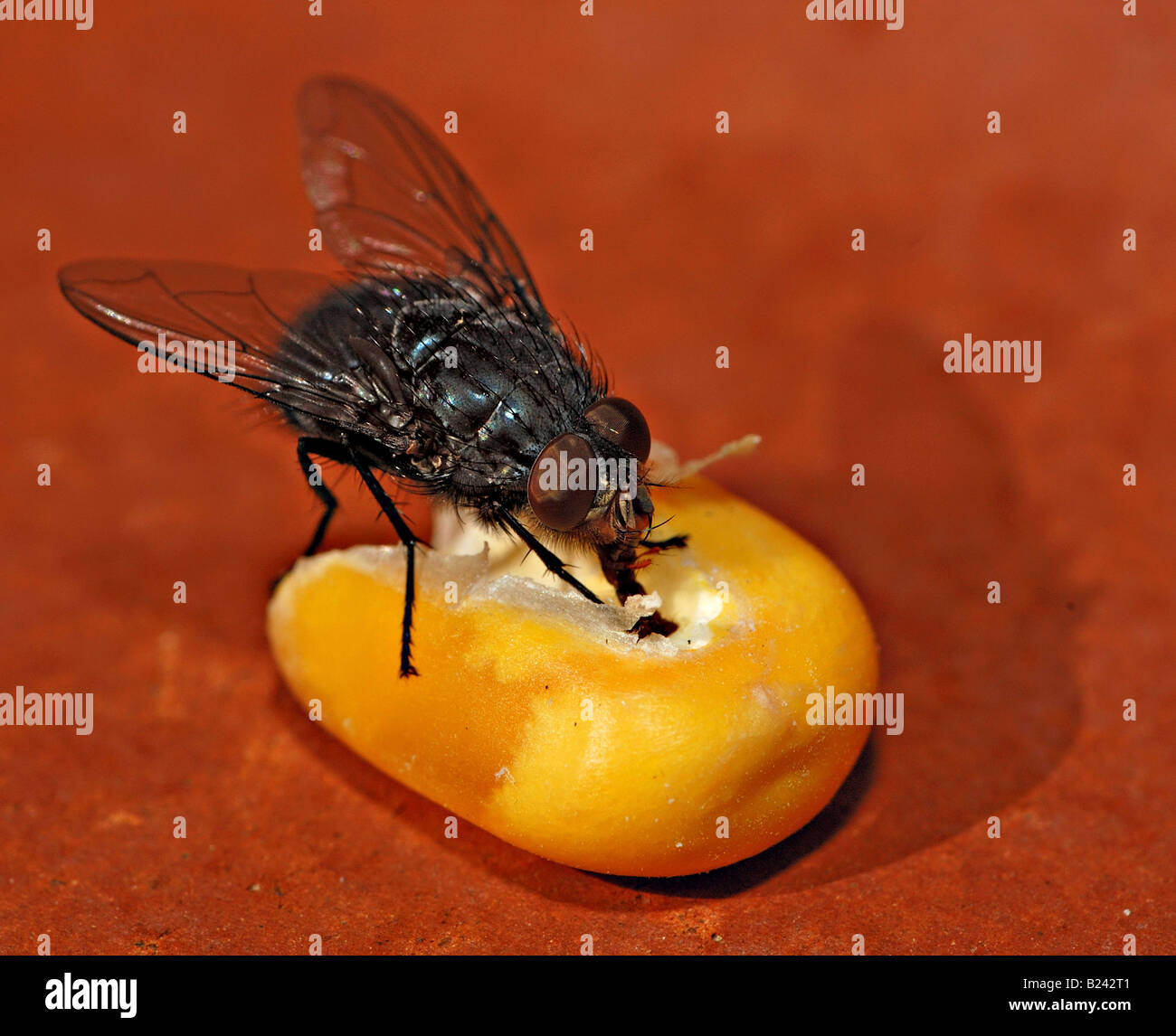 A flesh fly eats a corn seed on a rough textured red clay plate Stock ...