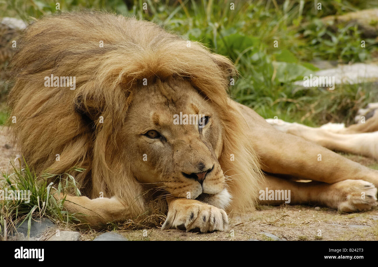 Very Sad Lion