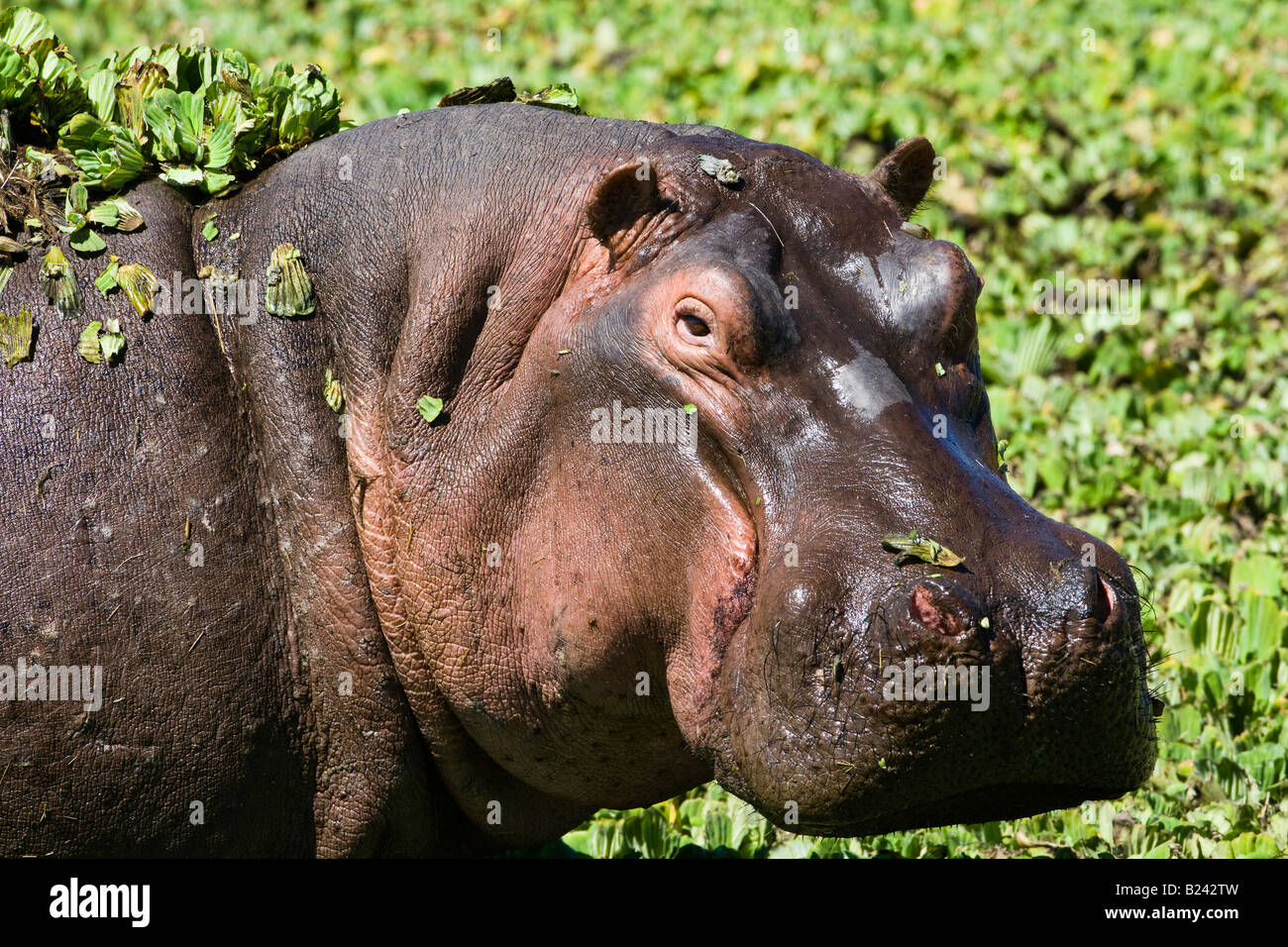 Hippopotamus close up profile view hi-res stock photography and images ...