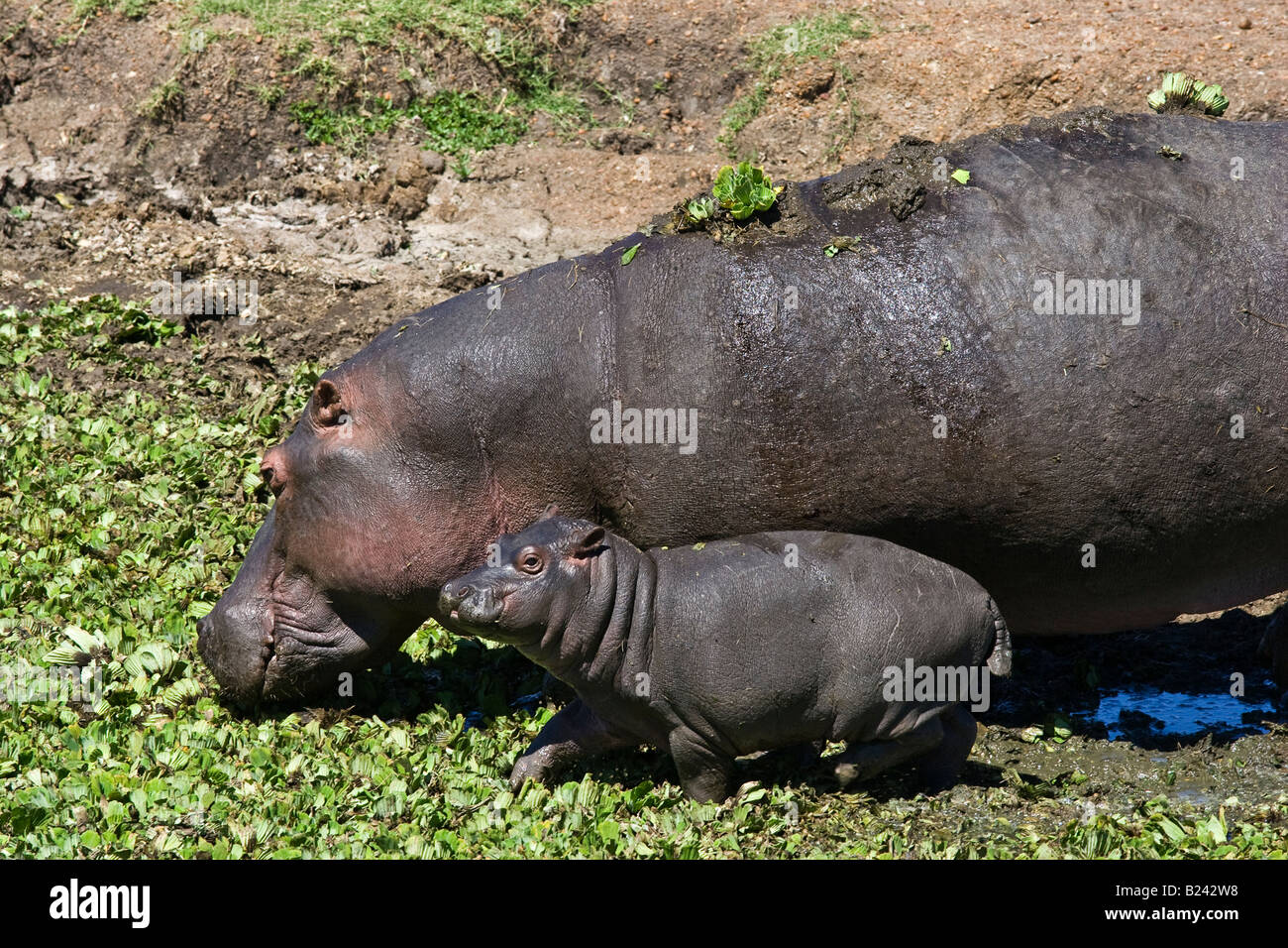 Happy Mother and sweet cute tiny baby hippo close up feeding in sunlit ...