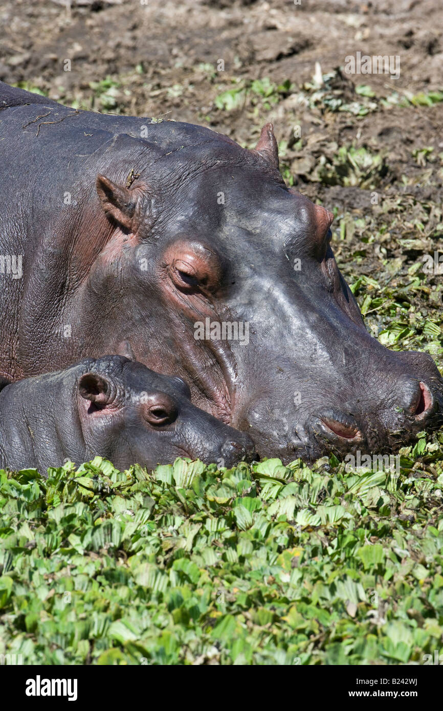 Mother and baby hippo hi-res stock photography and images - Alamy