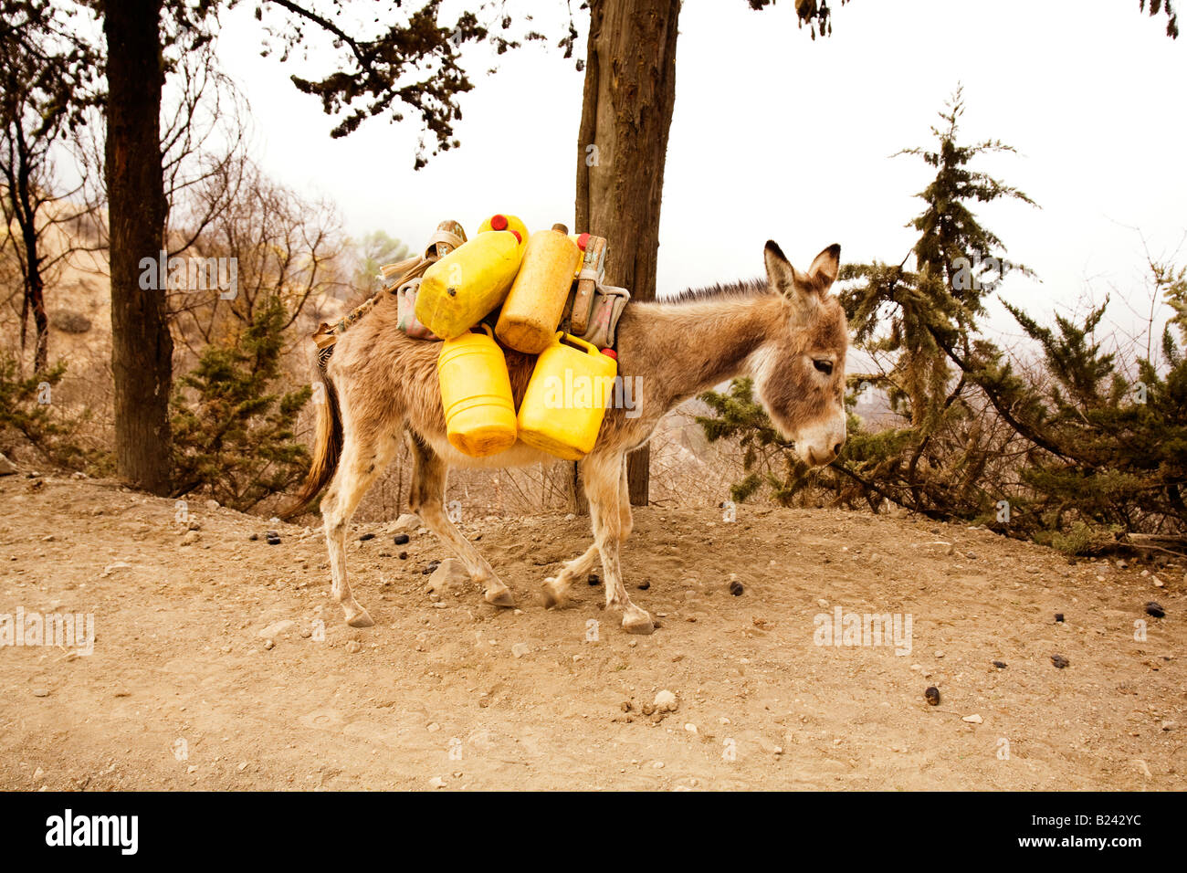Donkey carrying water hi-res stock photography and images - Alamy