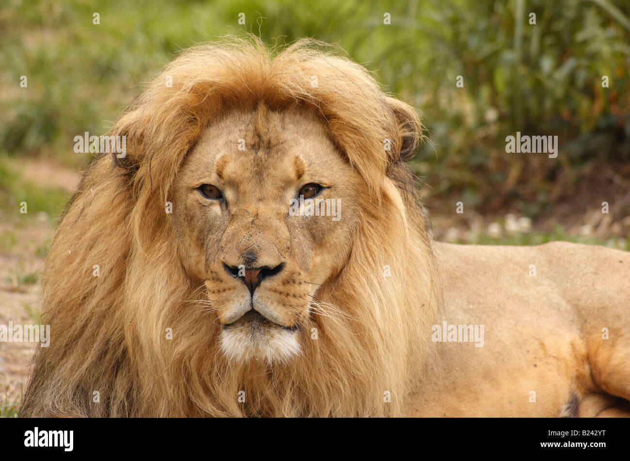 African lion Panthera leo kruger male is looking straight at the camera ...