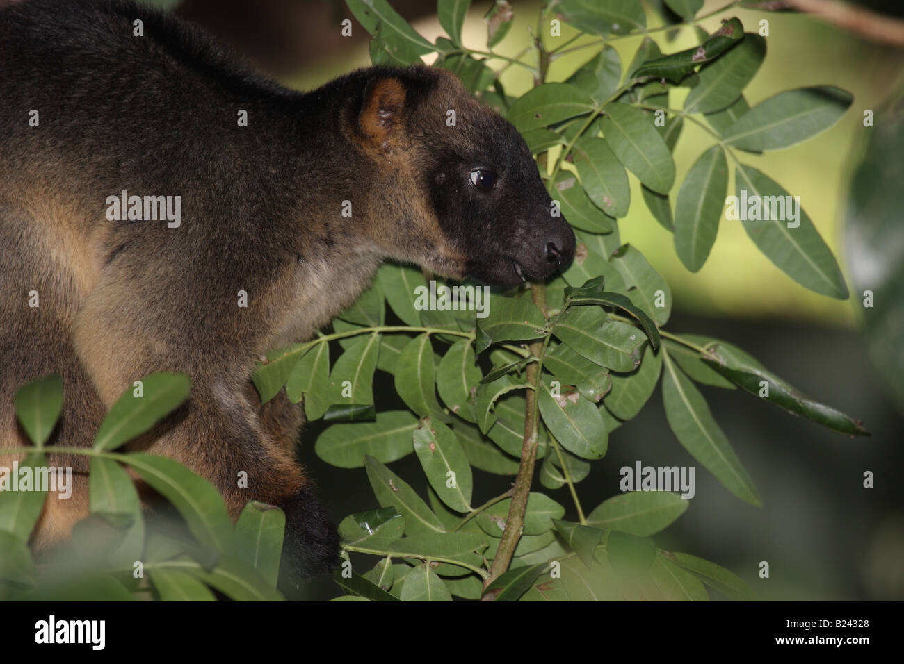 Lumholtz's tree kangaroo, dendrolagus lumholtzi, single adult in a tree ...